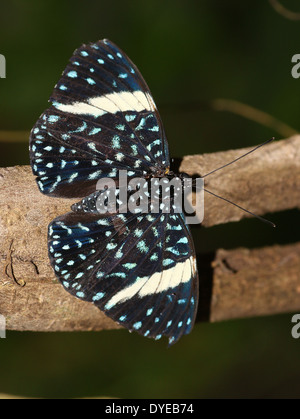 Close-up of a female Starry (Night ) Cracker butterfly (Hamadryas ...