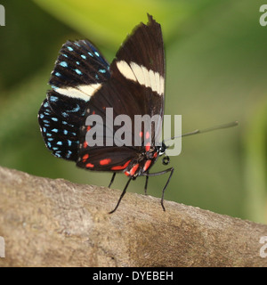 Close-up of a female Starry Night Cracker butterfly (Hamadryas laodamia ...