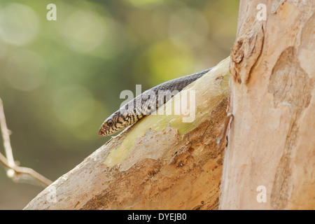 Ptyas mucosa, the oriental ratsnake, Indian rat snake, Isolated on ...