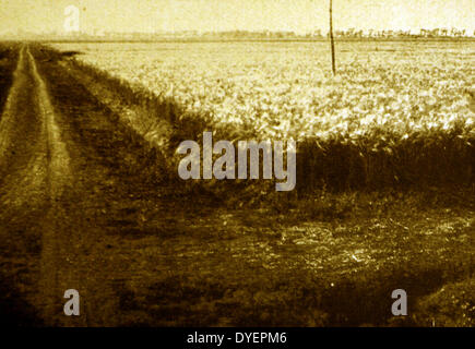Italian marshlands converted to agricultural land in Fascist Italy 1928 ...