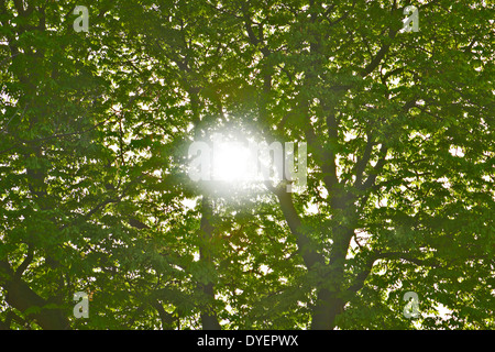 Buckeye tree in spring Stock Photo - Alamy
