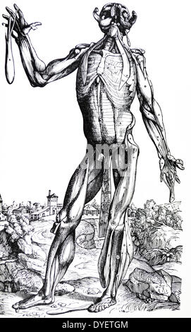 The Plates from the Sixth Book of the De Humani Corporis Fabrica by ...