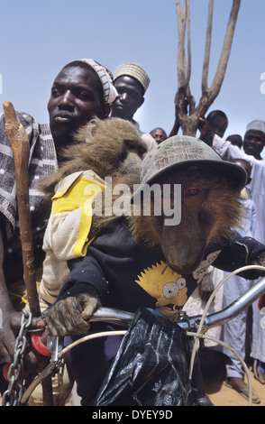 Baboon pet is part of animist circus troop. Animists believe that the ...