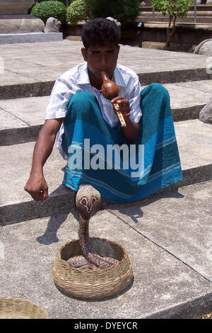 A snake charmer is playing flute to get his cobra dancing at the holy ...