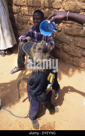 Baboon pet is part of animist circus troop. Animists believe that the ...
