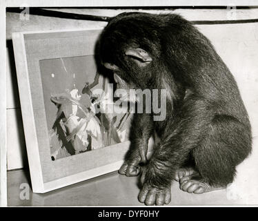Chimpanzee 'Congo" with one of his paintings at London Zoo, 1958 Stock ...