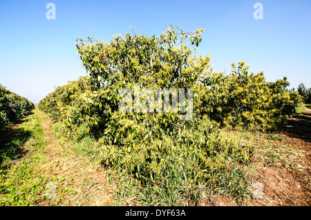 Avocado Plantation. Photographed in Israel in March Stock Photo - Alamy