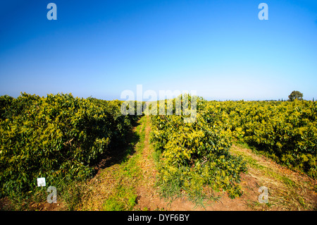Avocado Plantation. Photographed in Israel in March Stock Photo - Alamy