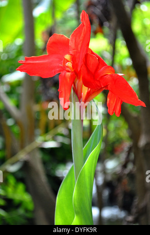 Canna generalis President red flowers in the summer Stock Photo - Alamy