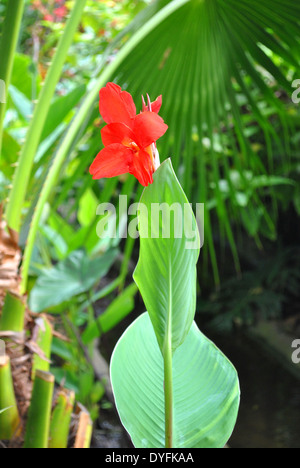 . Canna, The President Stock Photo - Alamy