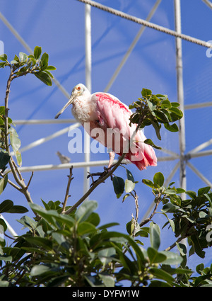 Spoonbill, aviary City of Arts and Sciences Valencia Spain EU Stock ...
