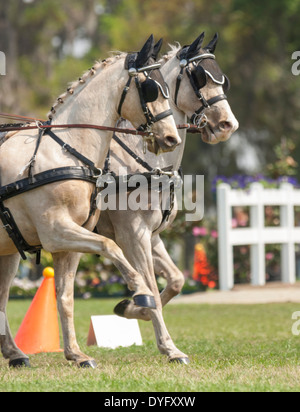 Combined driving competition, Welsh Pony team hitch Stock Photo - Alamy