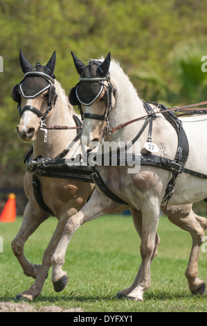 Combined driving competition, Welsh Pony team hitch Stock Photo - Alamy