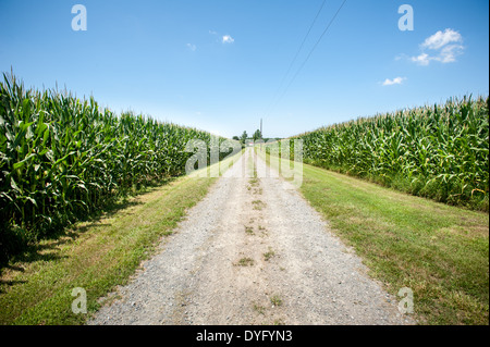 Gravel road between corn fields Stock Photo - Alamy