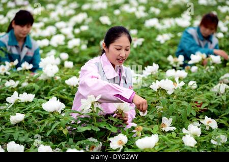 Heze, China's Shandong province. 16th Apr, 2014. People havest peony ...