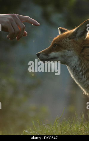 red fox (Vulpes vulpes), appearing in a forest clearing, Germany, Hesse ...