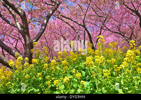 Cherry Blossoms and Field Mustard, Kanagawa, Japan Stock Photo - Alamy