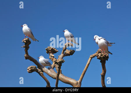 birds on tree branch Stock Photo - Alamy