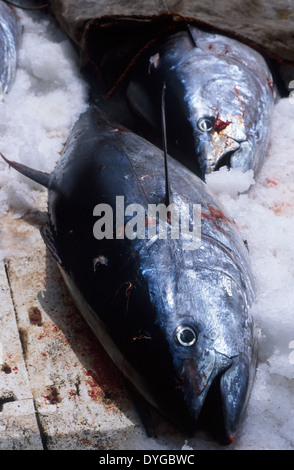 'Mattanza' tuna fishing, Sicily, Italy, 1958 (Kurt Drost Stock Photo ...