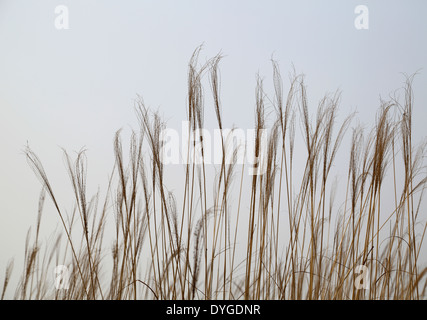 Central Park of the Incheon Free Economic Zone (IFEZ), Incheon, South ...
