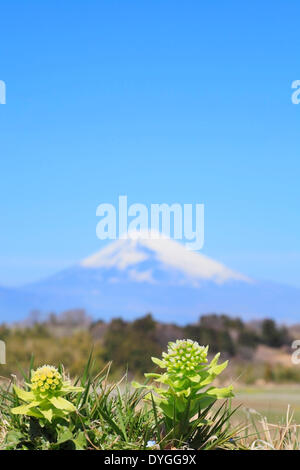 Butterbur Sprout and Mount Fuji in the background Stock Photo - Alamy