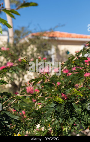 Blooming Formosa Tree in Florida, USA Stock Photo: 68599281 - Alamy