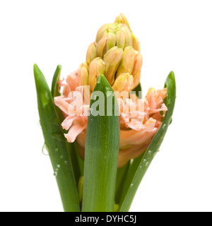 opening salmon-colored hyacinth isolated on white Stock Photo - Alamy
