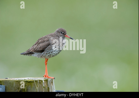 Common Redshank - Unst, Shetland, Scotland, UK Stock Photo - Alamy