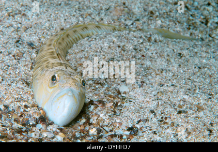 Greater weever fish (Trachinus draco) underwater on sandy sea floor of ...