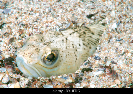 Greater weever fish (Trachinus draco) underwater on sandy sea floor of ...