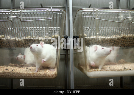 White laboratory rats in a cage Stock Photo - Alamy