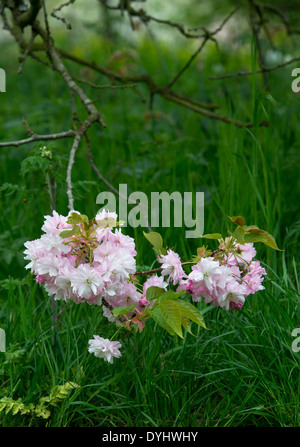 Prunus pink perfection. Cherry tree blossom Stock Photo - Alamy