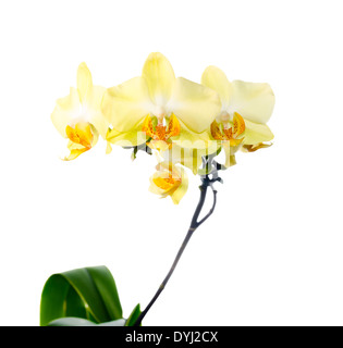 Spa treatment with blooming branch on white wooden table Stock Photo ...