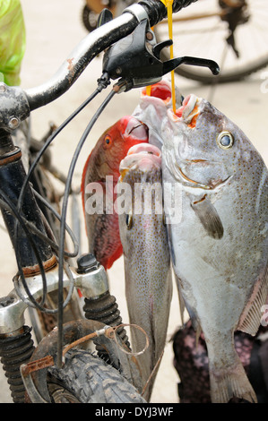 Fish Strings on Bicycle Handlebars at La Digue, Seychelles Stock Photo ...