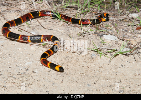 Eastern Coral Snake (Micrurus fulvius Stock Photo - Alamy