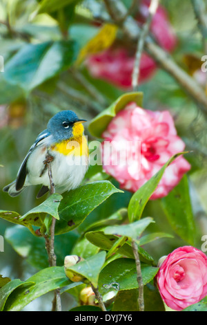 Northern Parula (Setophaga americana) calling, Texas Stock Photo - Alamy