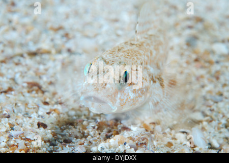 The black Mediterranean goby fish - (Gobius niger Stock Photo - Alamy
