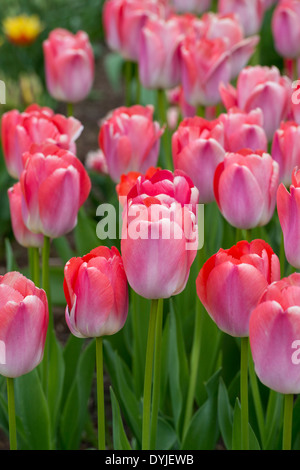 bright red darwin hybrid tulip parade Stock Photo - Alamy