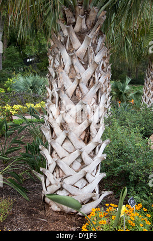 Texas Sabal Palm at Mercer Arboretum and Botanical Gardens in Spring ...