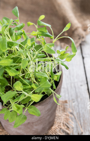 small sage plant Stock Photo - Alamy