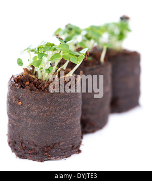 Small Basil seedling isolated on pure white background Stock Photo - Alamy