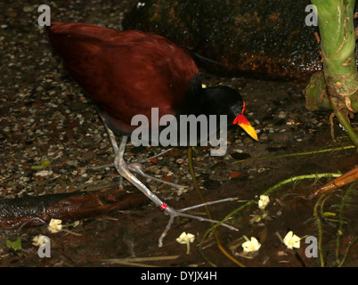 Female South American Wattled Jacana (Jacana Jacana), portrait closeup ...