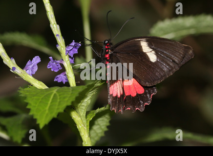Cattleheart butterflies (Parides arcas) on a jade vine, Mindo, Ecuador ...