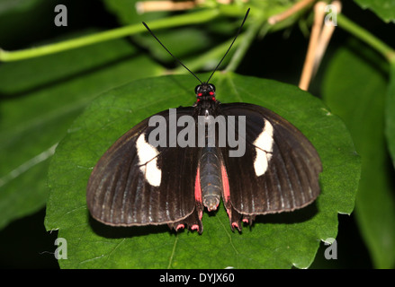 Cattleheart butterflies (Parides arcas) on a jade vine, Mindo, Ecuador ...