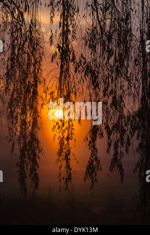 Silhouetted Salix, Weeping Willow tree branches and brown wooden ...
