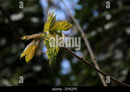 Budding sycamore leaves - Forest of Bere, Hampshire, England, UK Stock ...