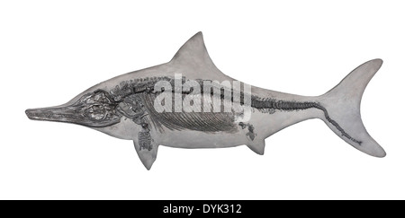 Fossil ichthyosaur fossil skeleton specimen in matrix slab Stock Photo ...