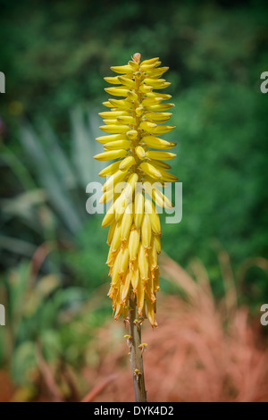 Detail of aloe vera yellow flowers blooming Stock Photo - Alamy