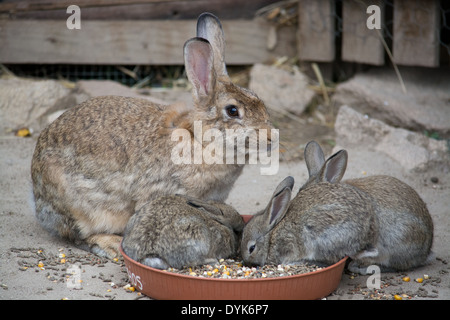 Cute mother and baby bunny rabbits kissing on fresh green grass on a ...