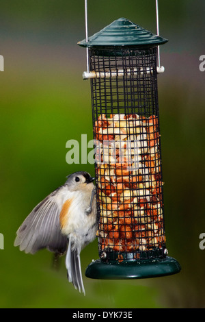 Tufted titmouse flight with peanut Stock Photo - Alamy